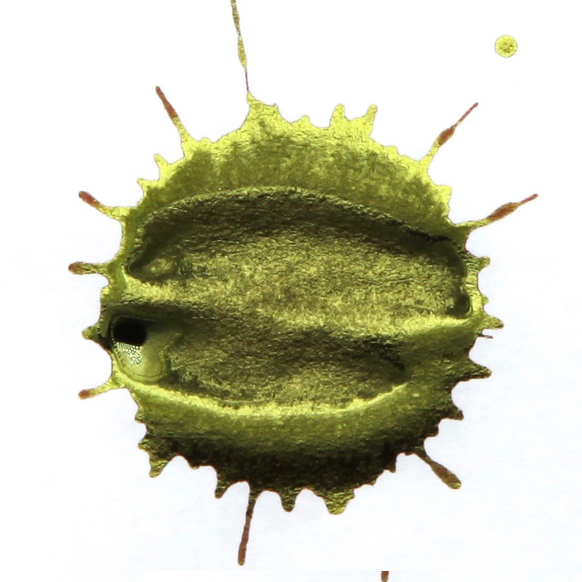 Diamine Exclusive – Ortloff – FOUNTAIN PEN INK ART