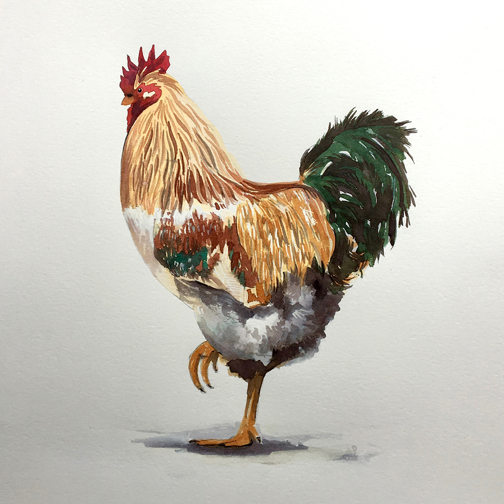 cockerell – FOUNTAIN PEN INK ART
